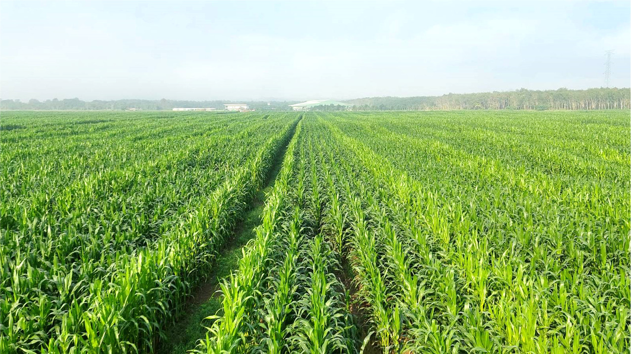 Bawni farm Myanmar - เจริญโภคภัณฑ์โปรดิ๊วส