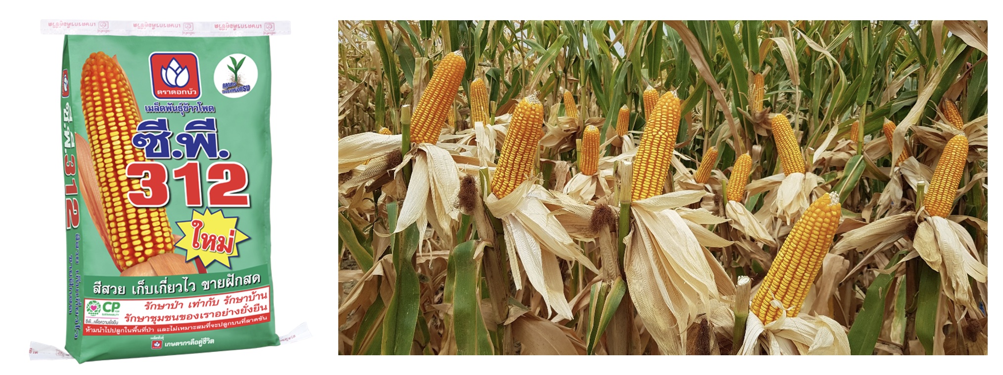 ข้าวโพดไร่ - เจริญโภคภัณฑ์โปรดิ๊วส