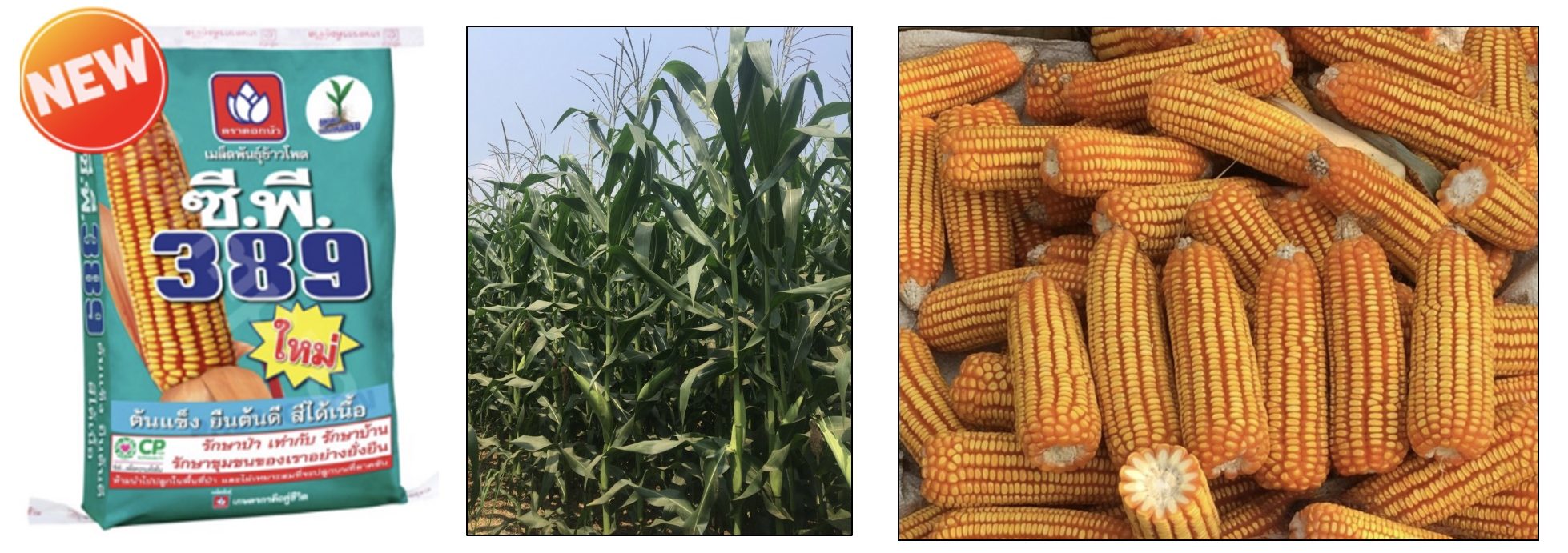 ข้าวโพดไร่ - เจริญโภคภัณฑ์โปรดิ๊วส