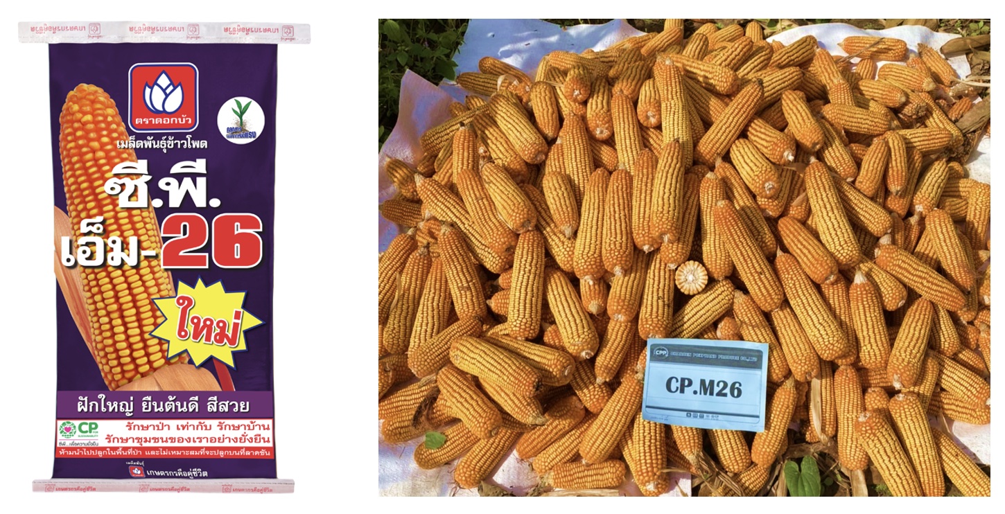 ข้าวโพดไร่ - เจริญโภคภัณฑ์โปรดิ๊วส