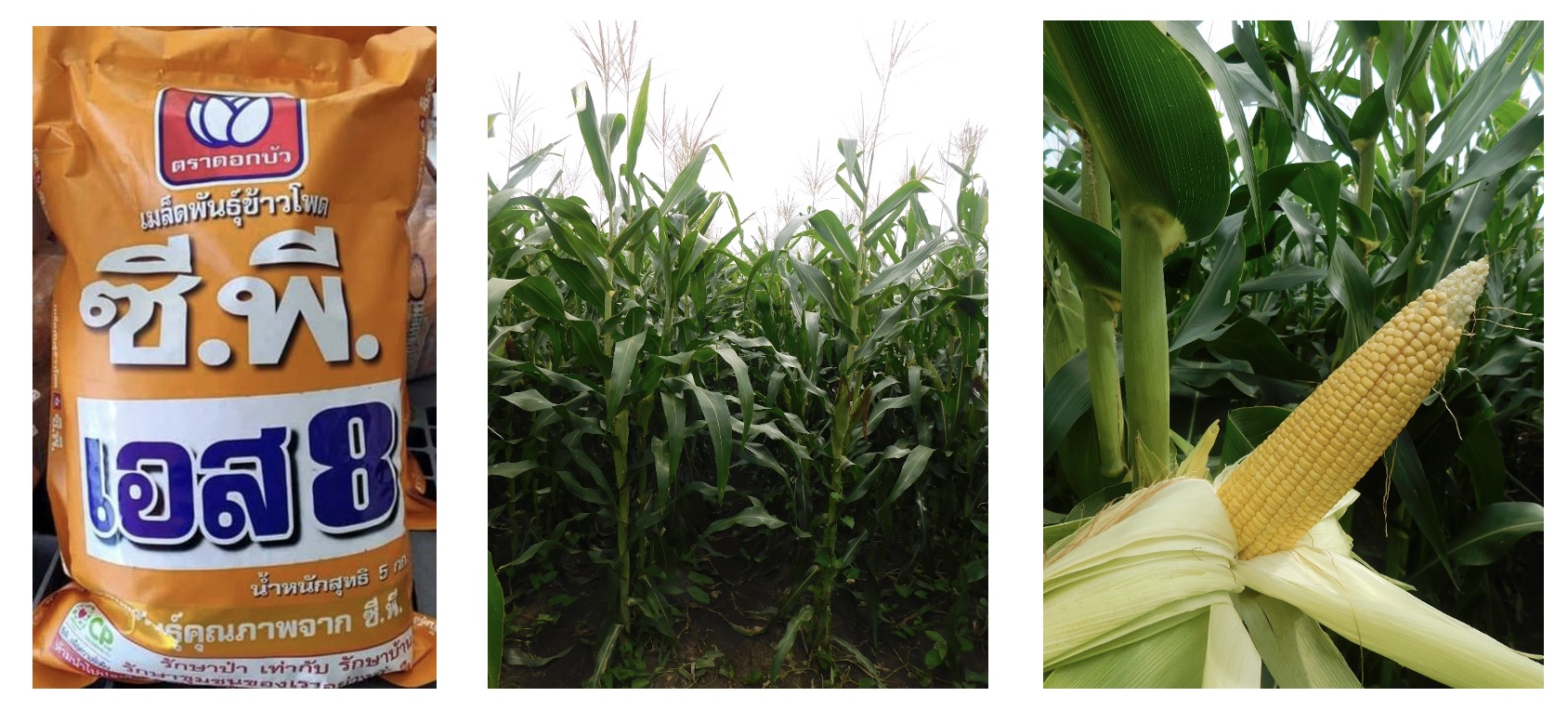 ข้าวโพดไร่ - เจริญโภคภัณฑ์โปรดิ๊วส