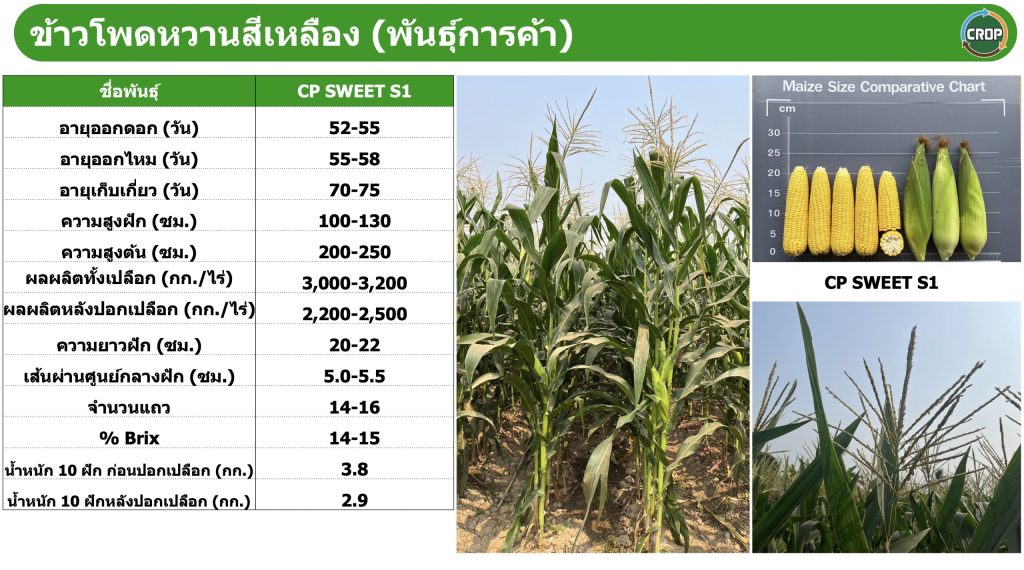 Sweet Corn - เจริญโภคภัณฑ์โปรดิ๊วส